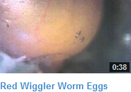 Cathy's Crawly Composter - Worm Away Newsletter